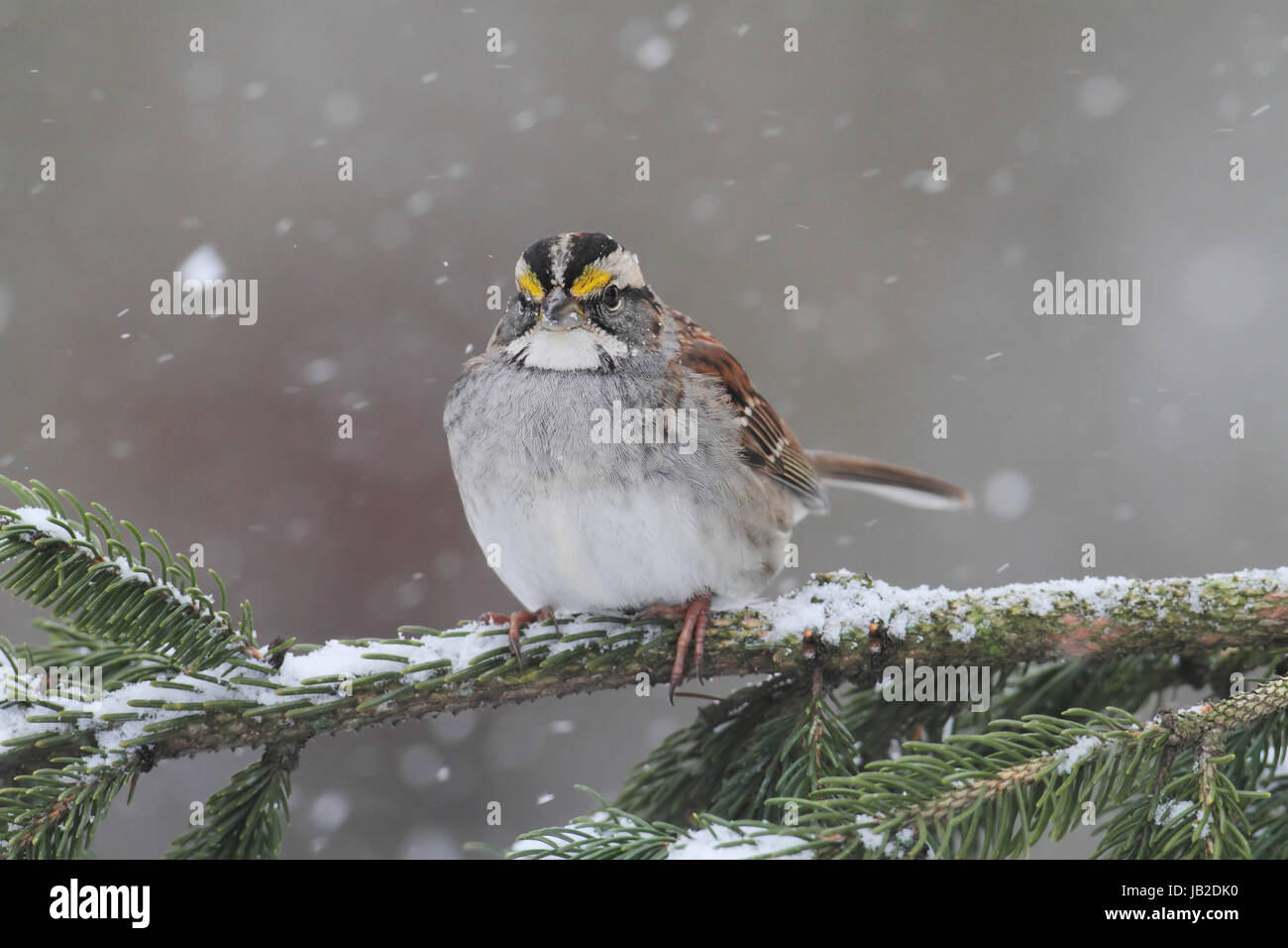 White-throated Sparrow (zonotrichia albicollis) perched on a tree limb ...