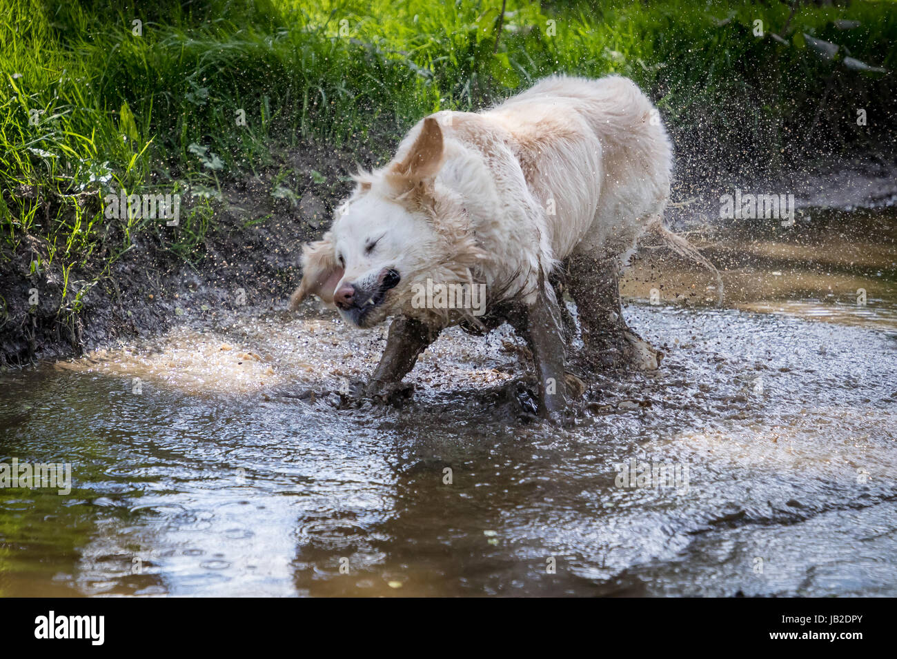 Dog splash puddle hi-res stock photography and images - Alamy
