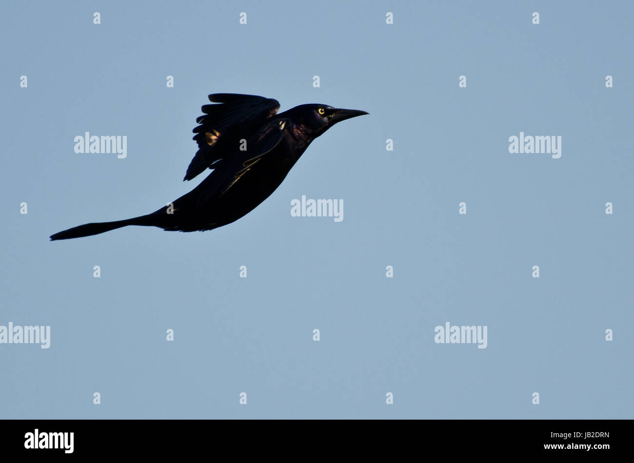 Common Grackle in Flight Stock Photo - Alamy
