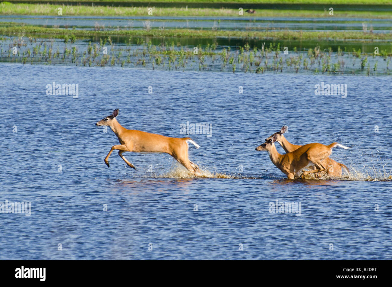 Running water buck hi-res stock photography and images - Alamy