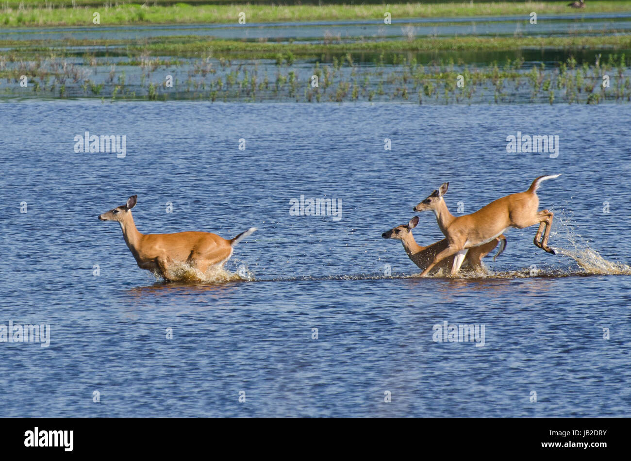 Three Startled Deer Running and Leaping Through the Water Stock Photo ...