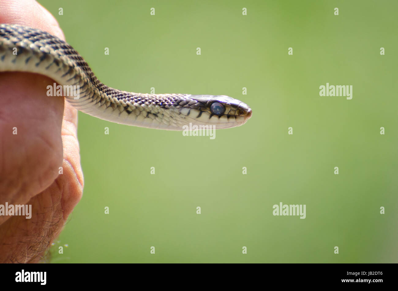 Garter Snake Held in Hand Stock Photo - Alamy