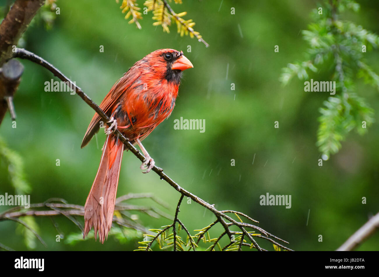 Northern Cardinal in the Rain Stock Photo - Alamy
