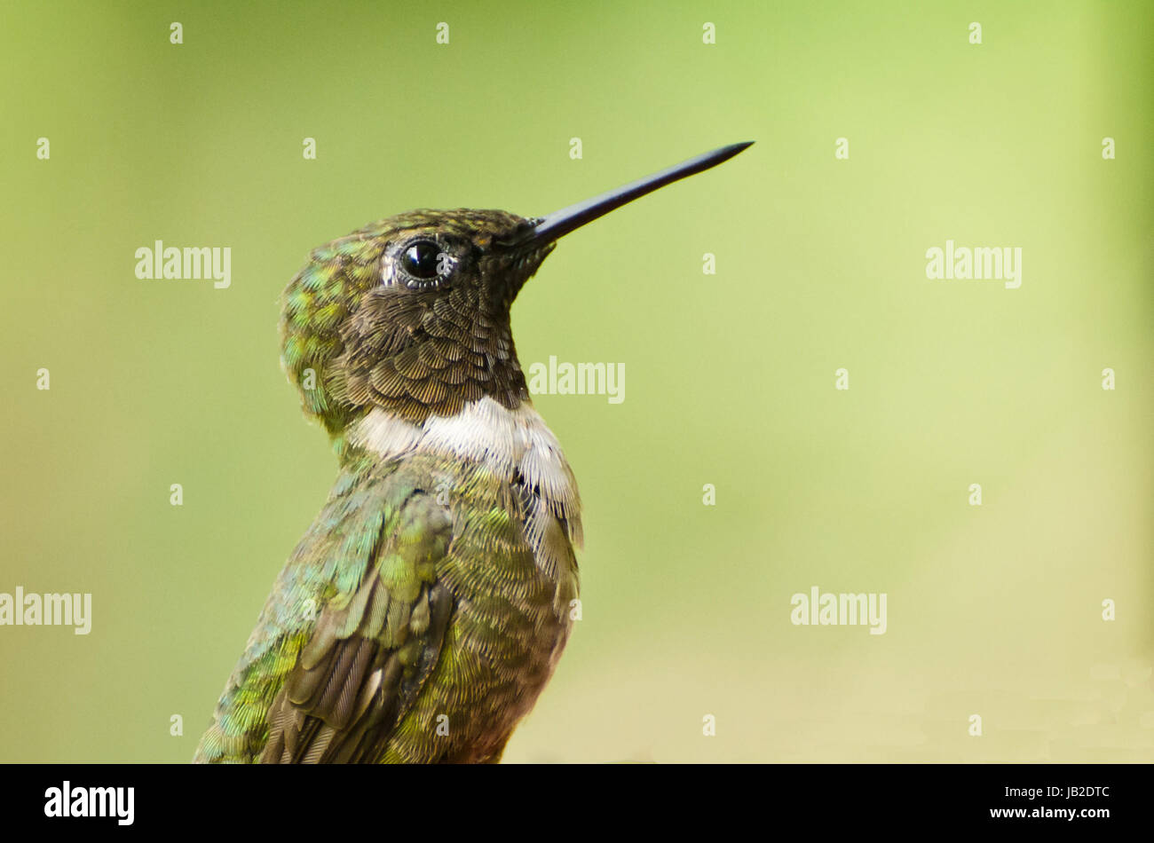 Hummingbird profile hi-res stock photography and images - Alamy