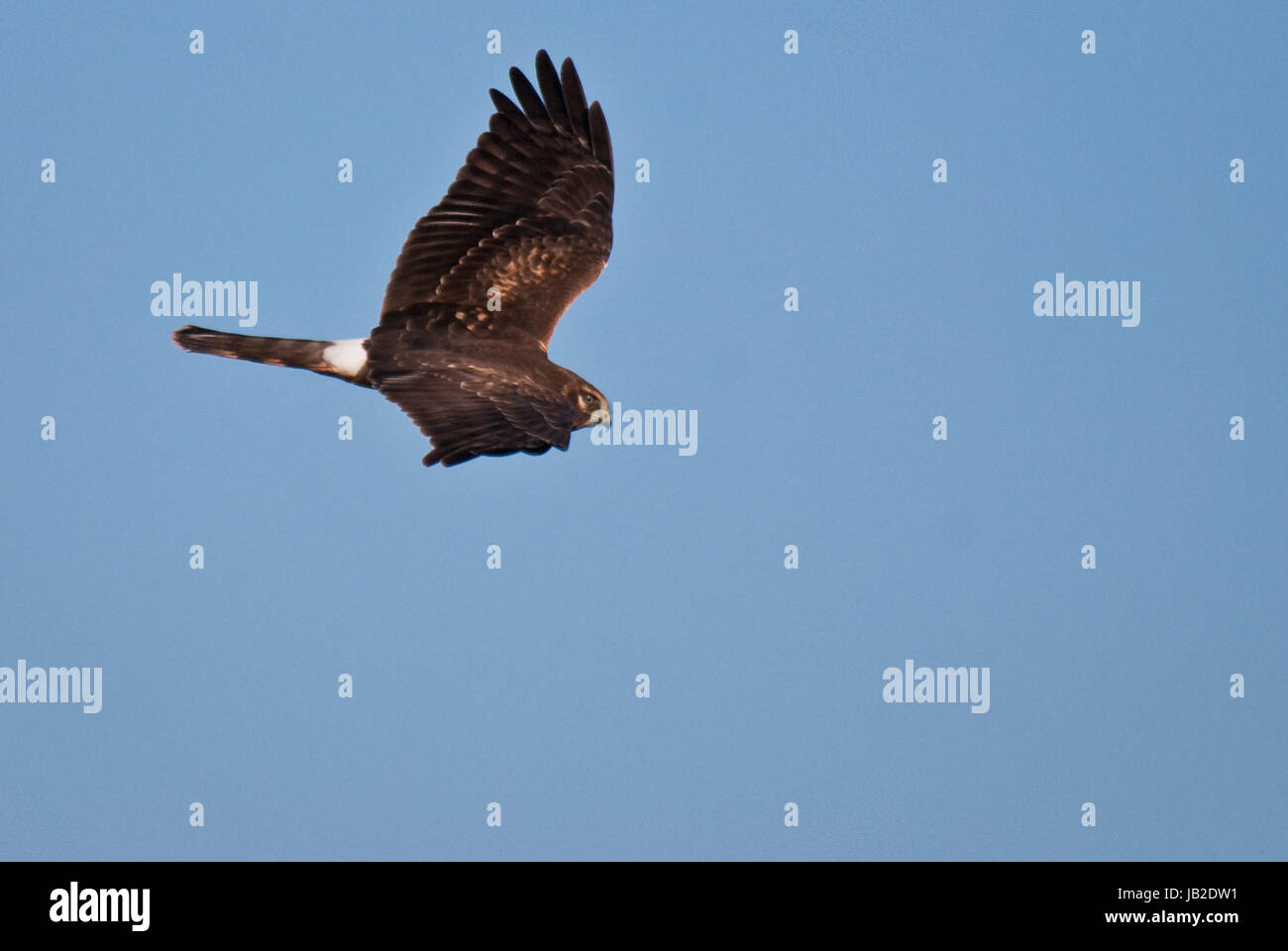 Female Northern Harrier Flying In a Blue Sky Stock Photo - Alamy