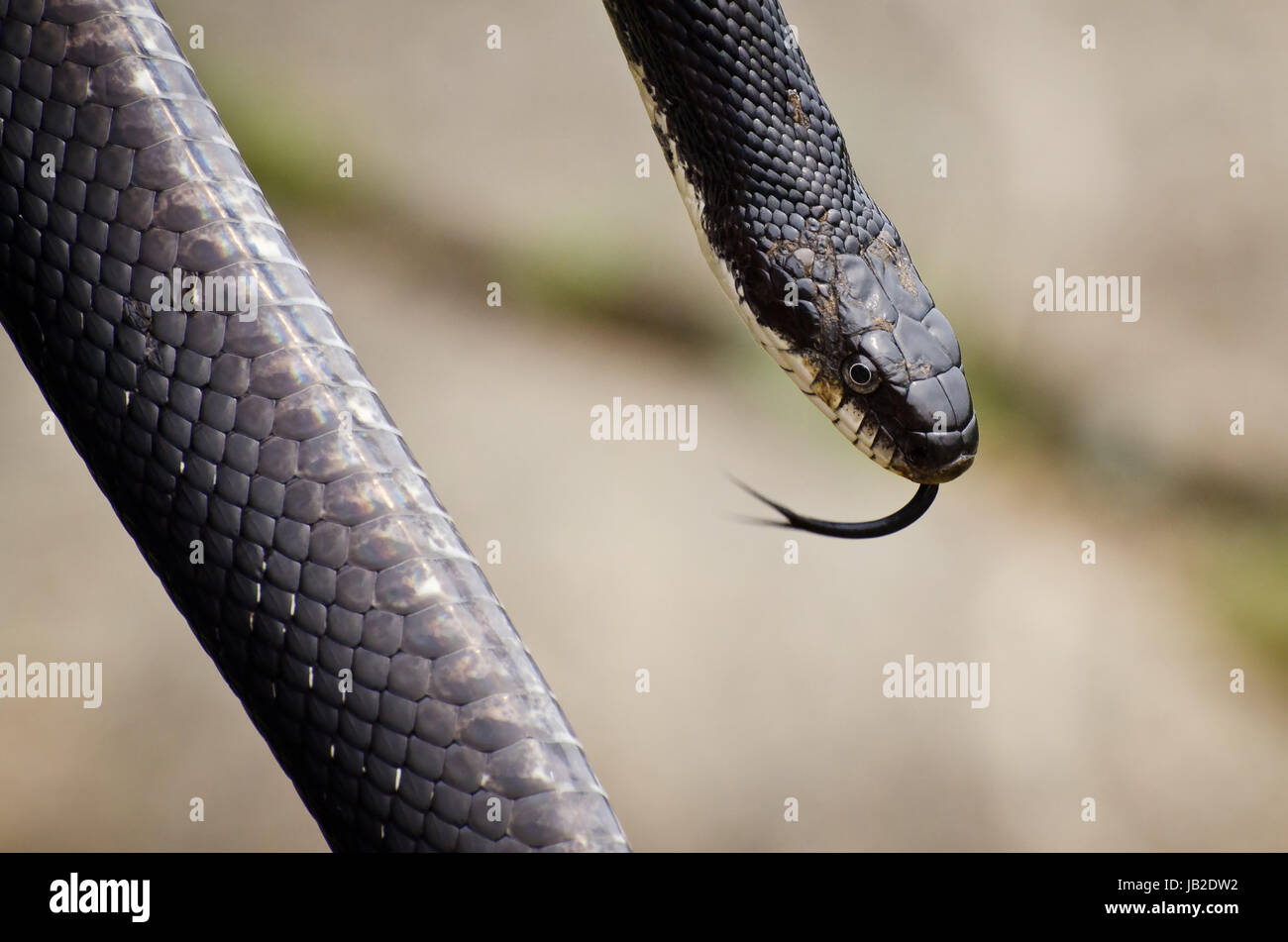 Black Rat Snake Close Up Stock Photo - Alamy