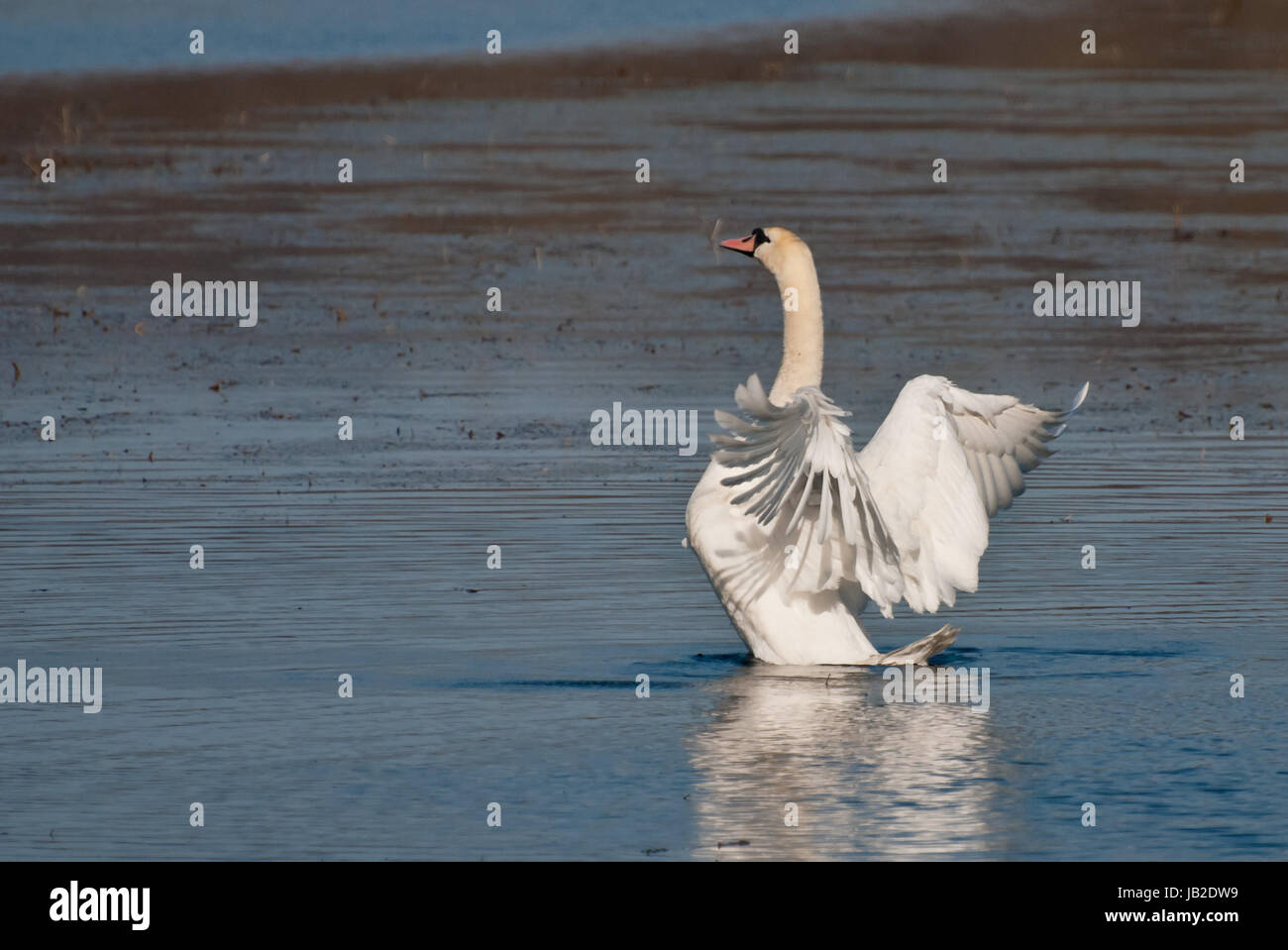 White Swan Proudly Stretching Wings Stock Photo - Alamy