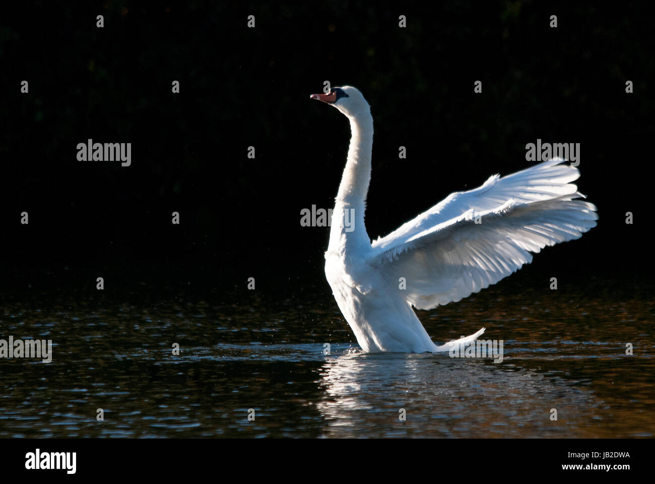 Pretty swam hi-res stock photography and images - Alamy