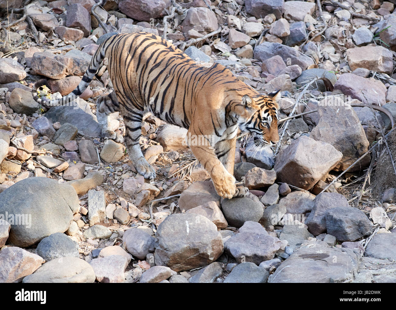 Female Tiger walking down a rock face towards water Stock Photo - Alamy