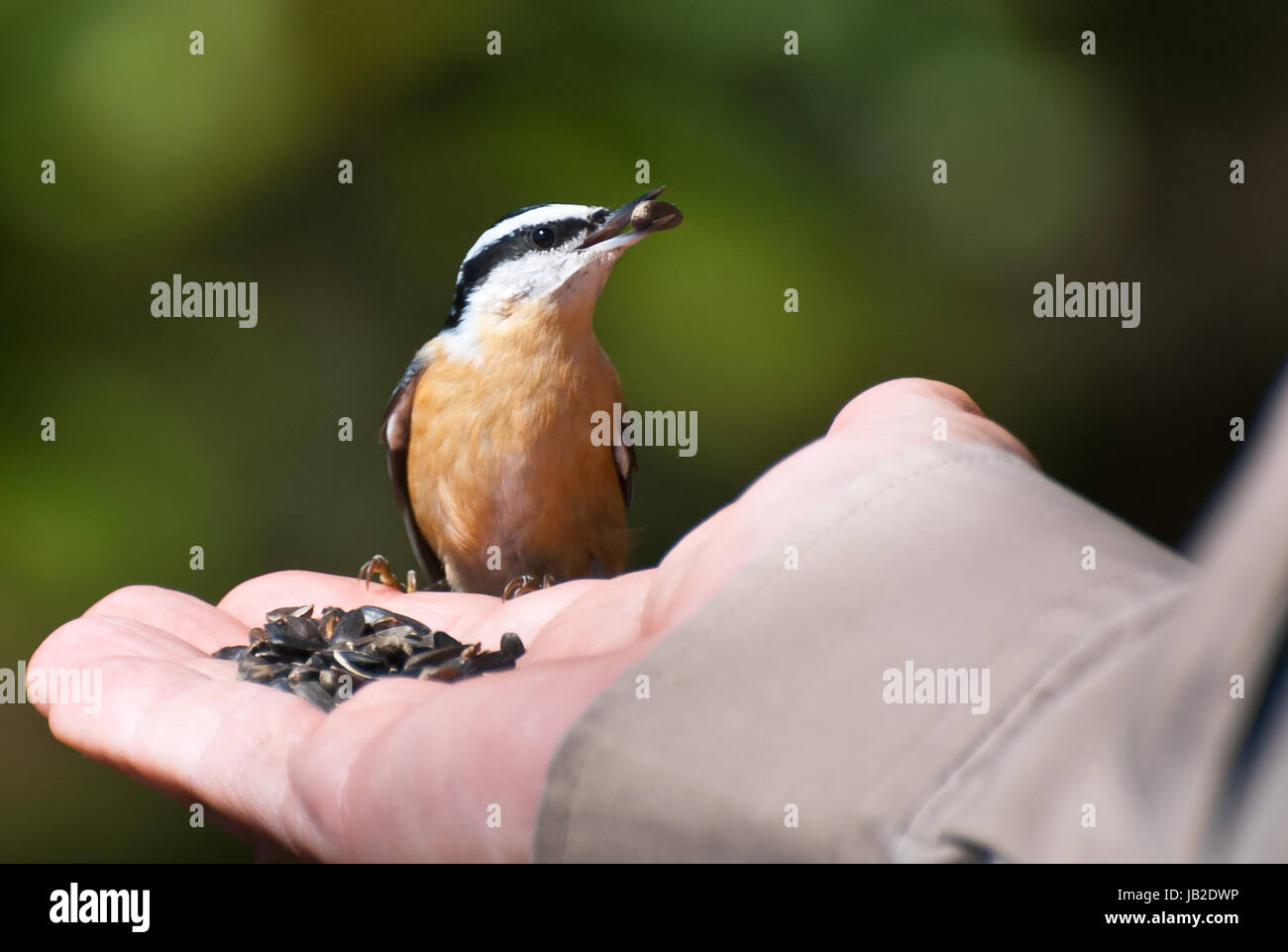Red Breasted Nuthatch Eating From a Human Hand Stock Photo - Alamy