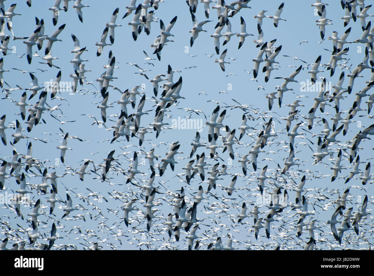 Large Flock of Snow Geese In Flight Stock Photo - Alamy