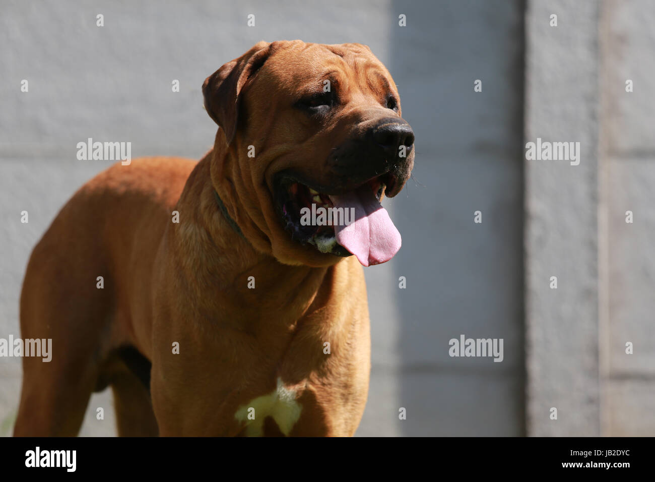 Tosa inu sheperd japanese dog portrait against gray background Stock ...
