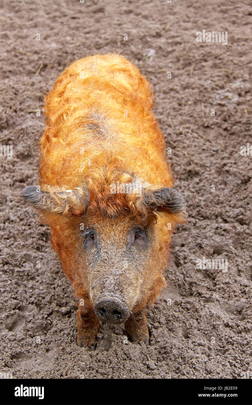 mangalitza pig [wollschwein] Stock Photo - Alamy