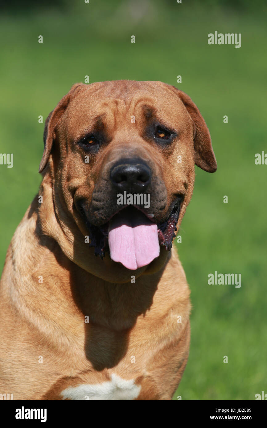 Tosa inu sheperd japanese dog portrait against green natural background ...