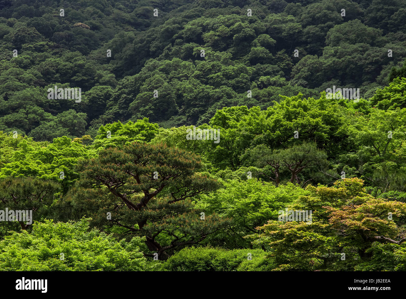 Forest around Kyoto, Japan Stock Photo - Alamy