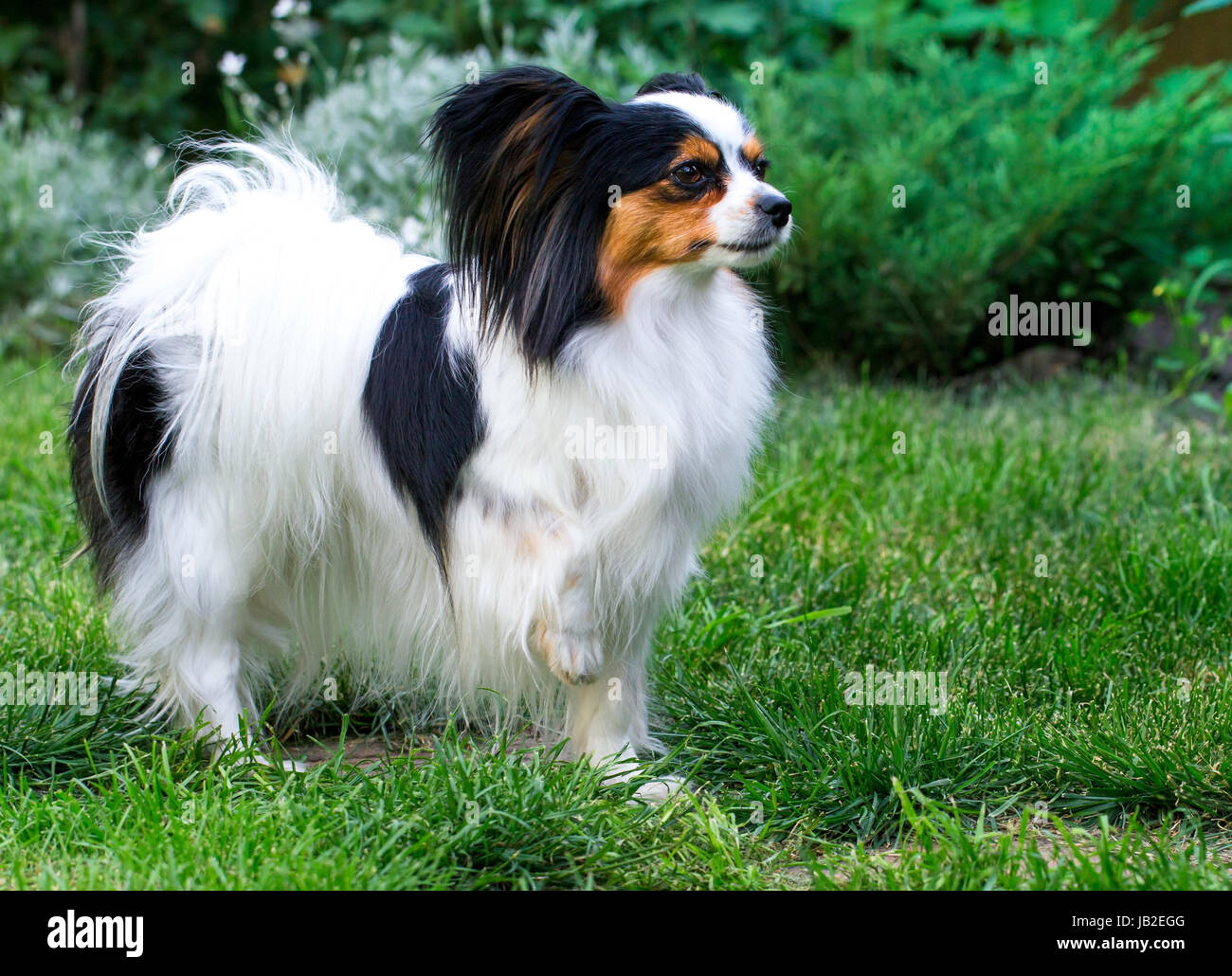 Dog stands with raised paw Stock Photo - Alamy