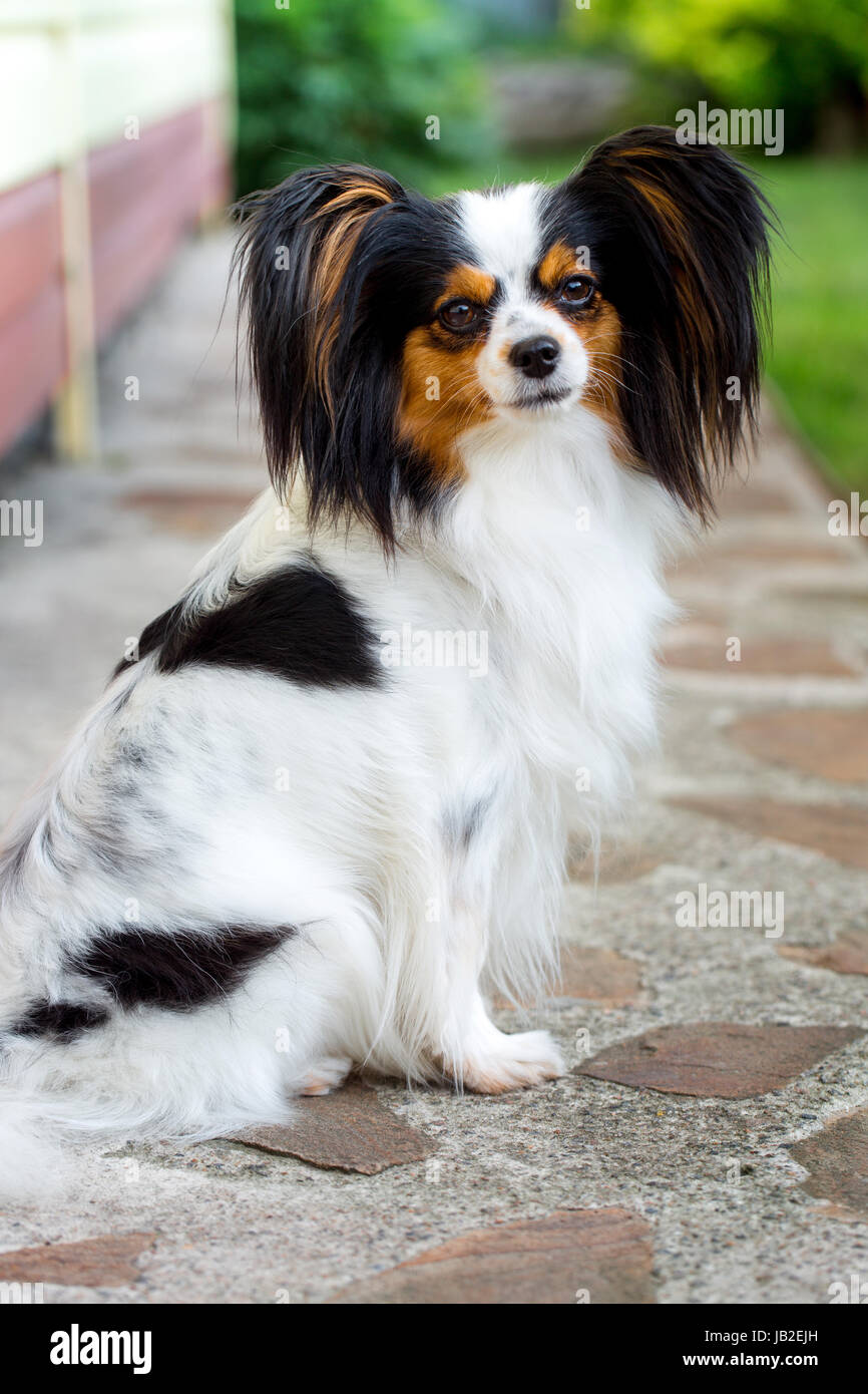 Sad dog in the garden Stock Photo - Alamy