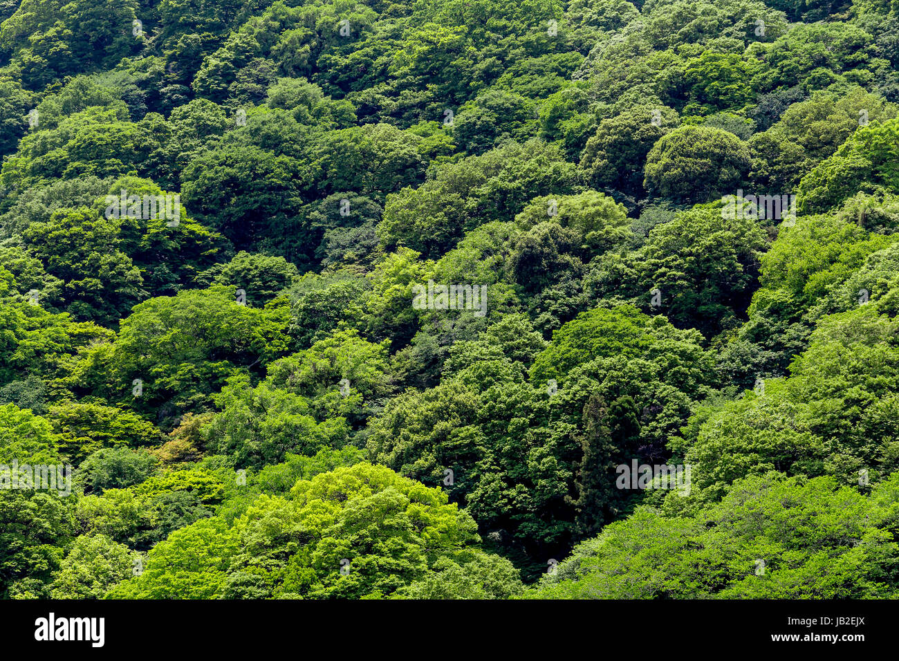 Forest around Kyoto, Japan Stock Photo - Alamy
