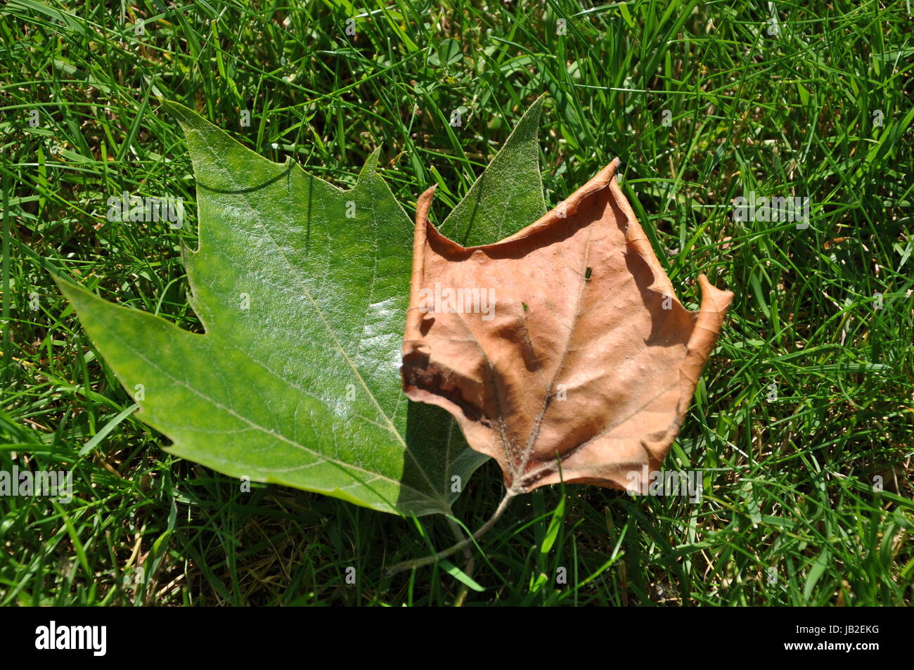 tumn leaves on grass Stock Photo - Alamy