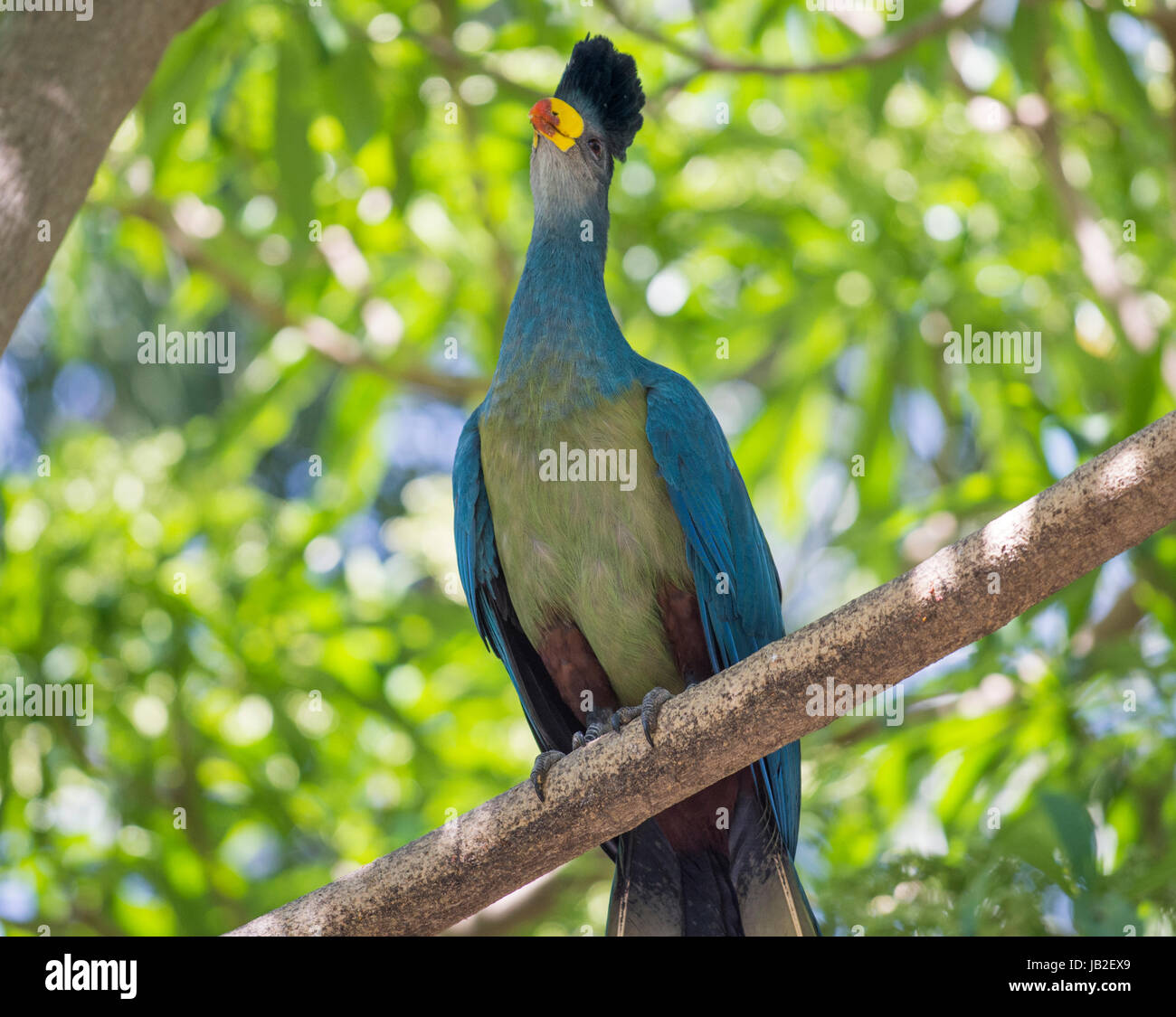 A Great Blue Turaco bird in the Owens Aviary of the San Diego Zoo in ...