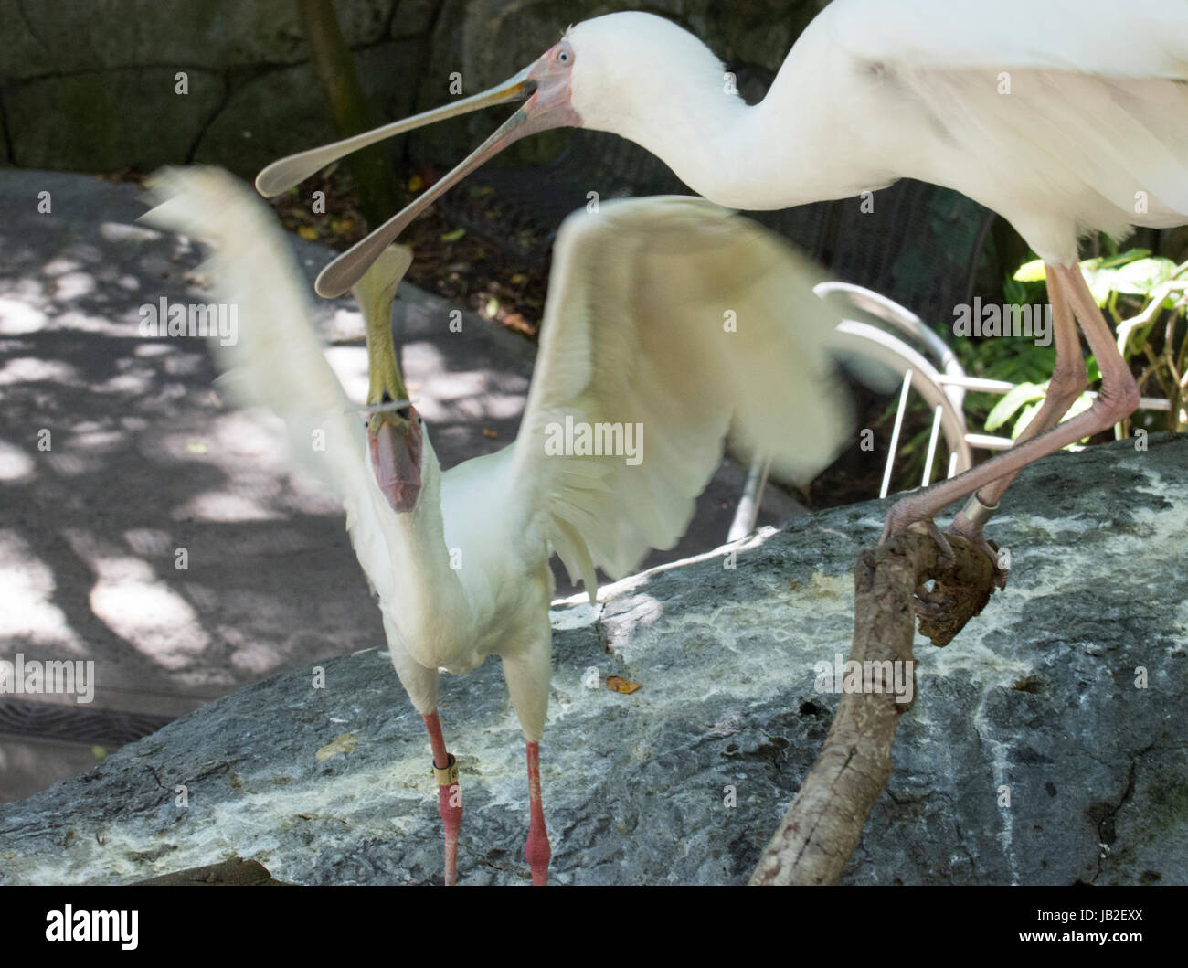 Spoonbill birds hi-res stock photography and images - Alamy