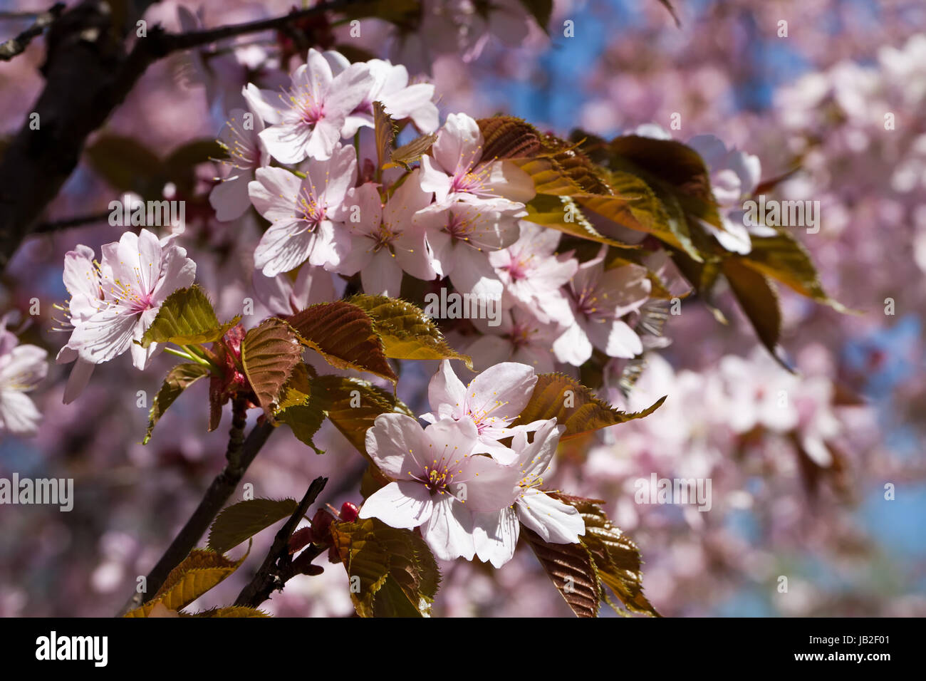 Beautiful pink flowers of Cherry blossom or Japanese Sakura in spring ...