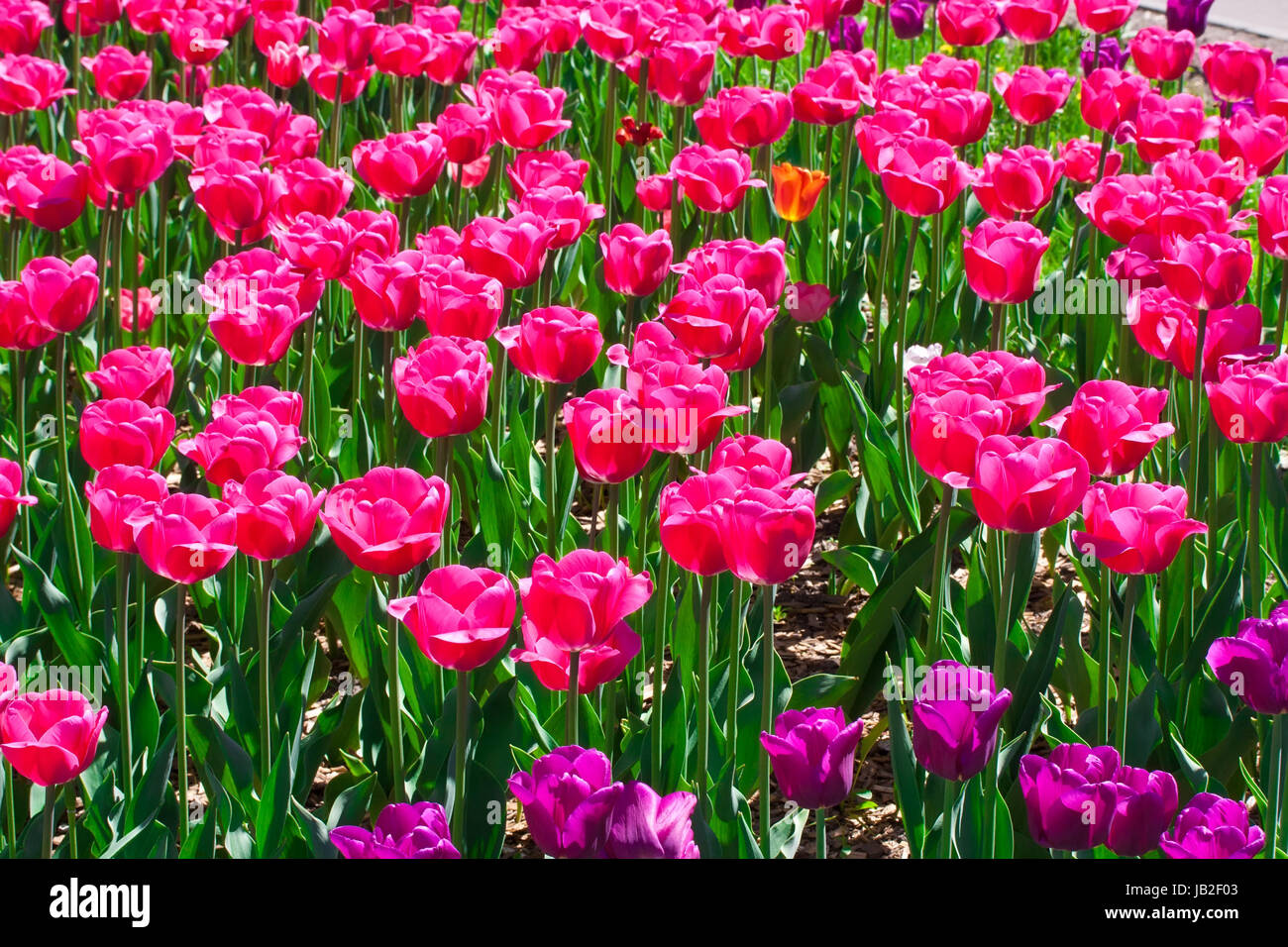 Beautiful colourful tulip flowers background in spring Stock Photo - Alamy