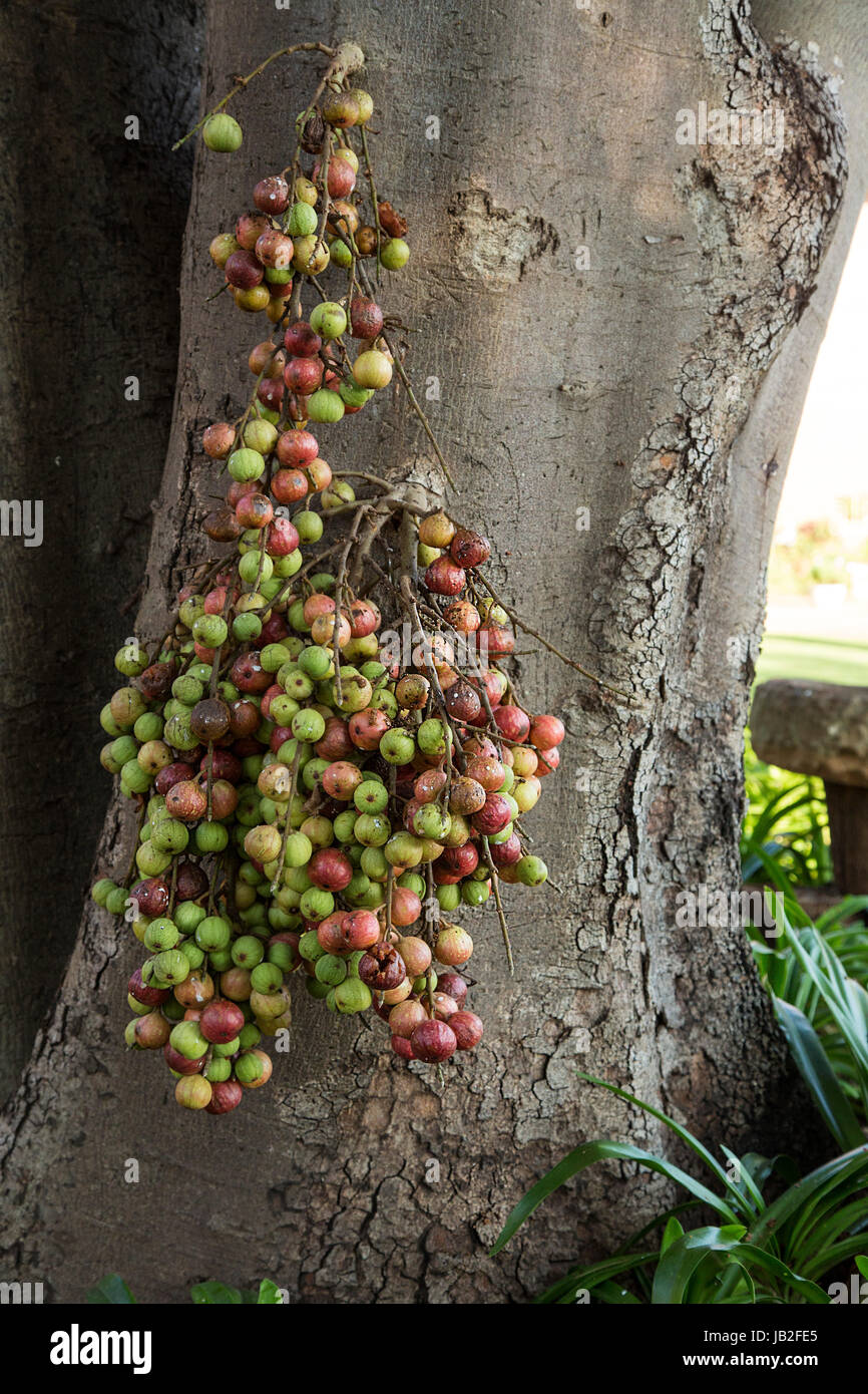 Varkoor hi-res stock photography and images - Alamy