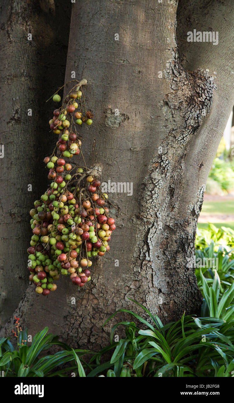 Varkoor High Resolution Stock Photography and Images - Alamy