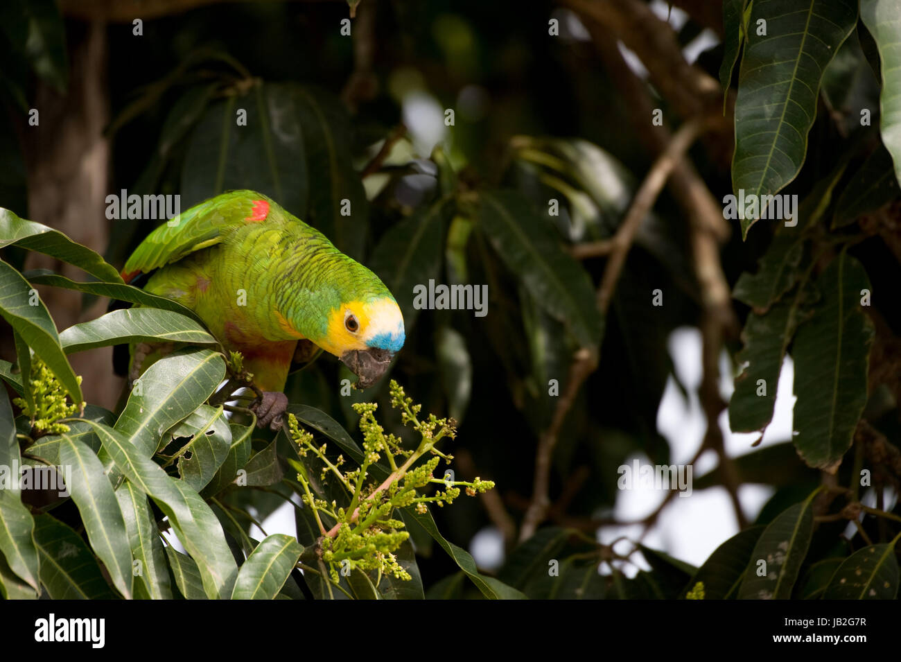 Blue-fronted Amazon parakeet eating in a tree Stock Photo - Alamy