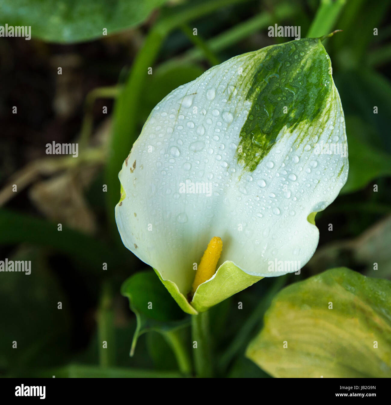 Figs texture hi-res stock photography and images - Alamy