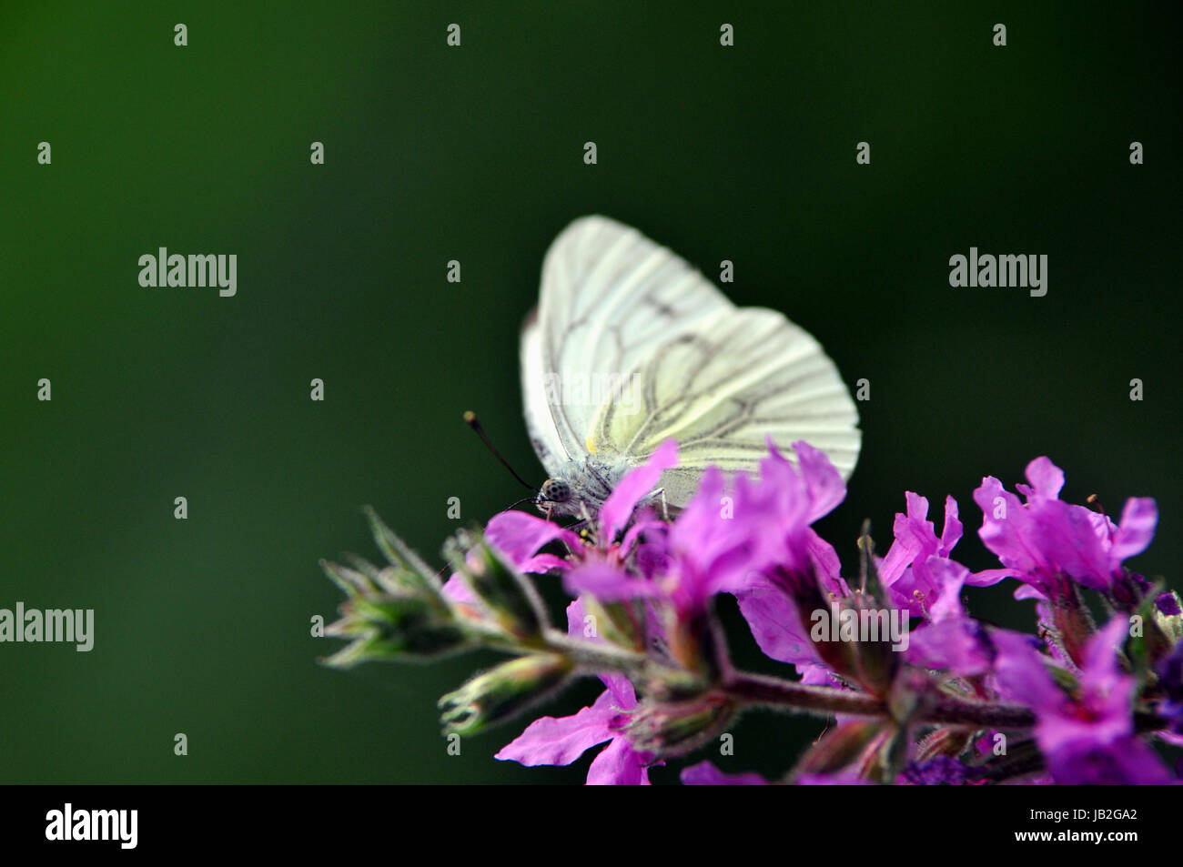 large coal whites Stock Photo - Alamy