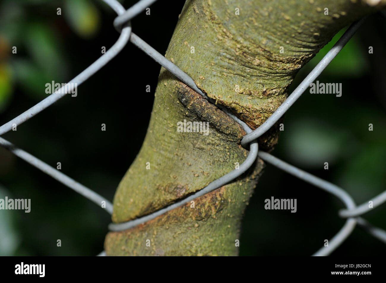 tree combines with fence Stock Photo - Alamy