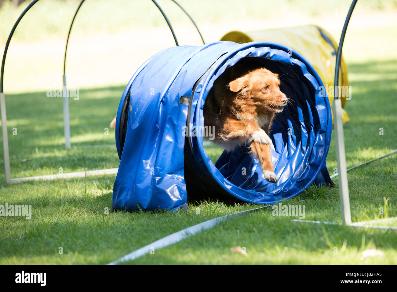 Dog, Nova Scotia duck tolling retriever, running through agility tunnel ...