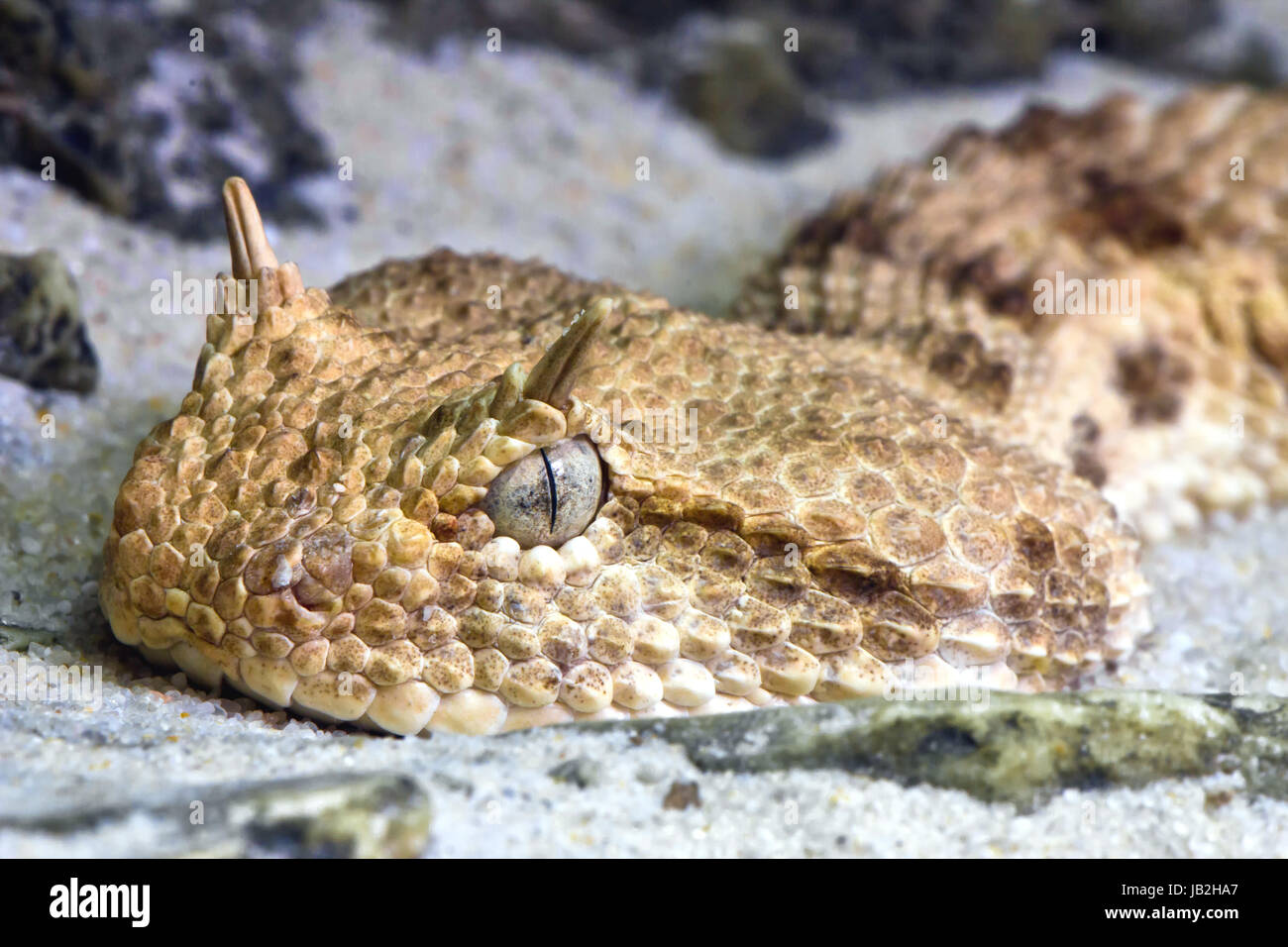 Hornviper hi-res stock photography and images - Alamy
