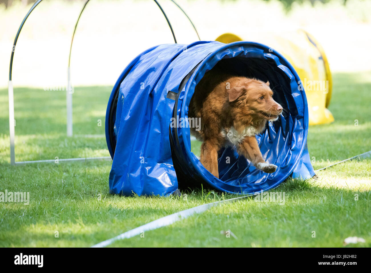 Dog, Nova Scotia duck tolling retriever, running through agility tunnel ...