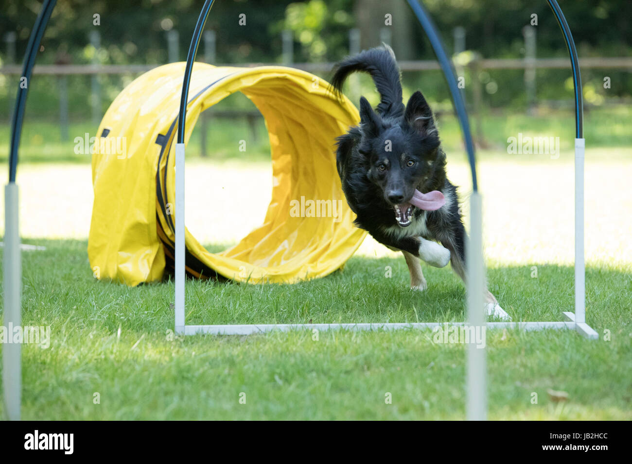 Dog, Border Collie, running agility hooper training Stock Photo - Alamy