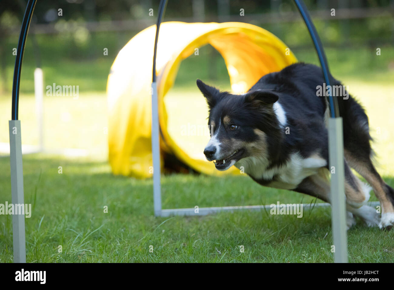 Dog, Border Collie, running agility hooper training Stock Photo - Alamy