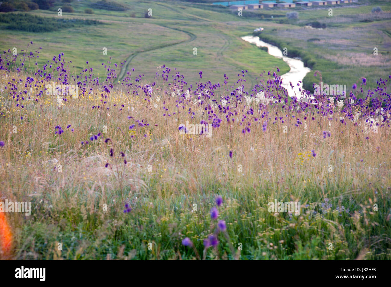 Flowering steppe field wild flowers at sunset in warm sunlight wildlife ...