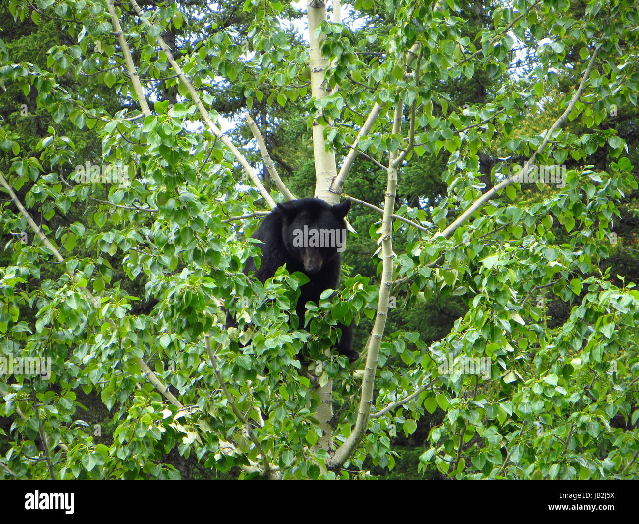 black bear on the tree Stock Photo - Alamy
