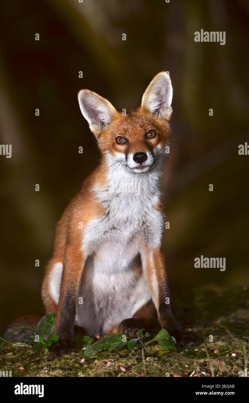 red fox vulpes vulpes Stock Photo - Alamy