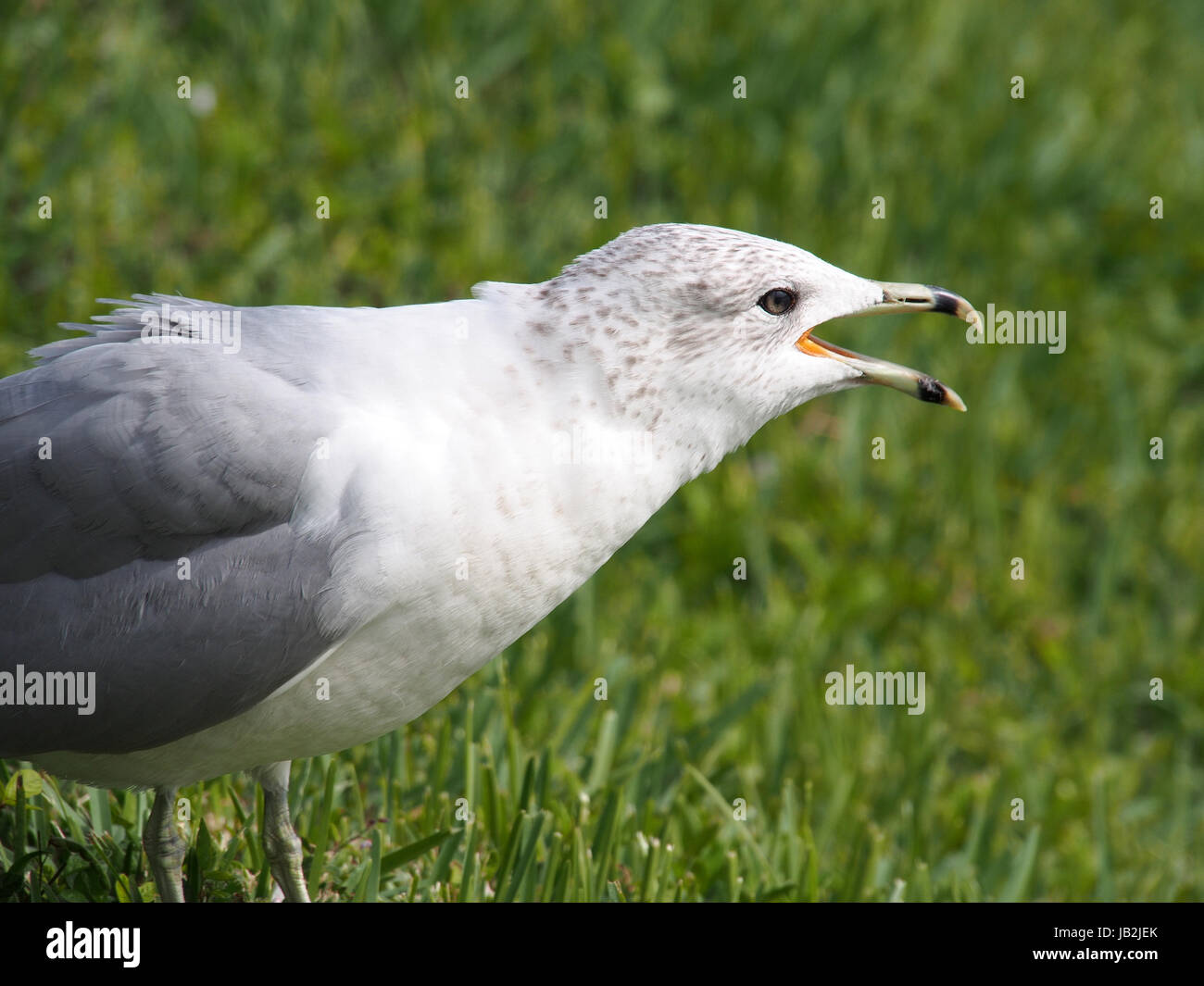 Ring billed gull calling hi-res stock photography and images - Alamy