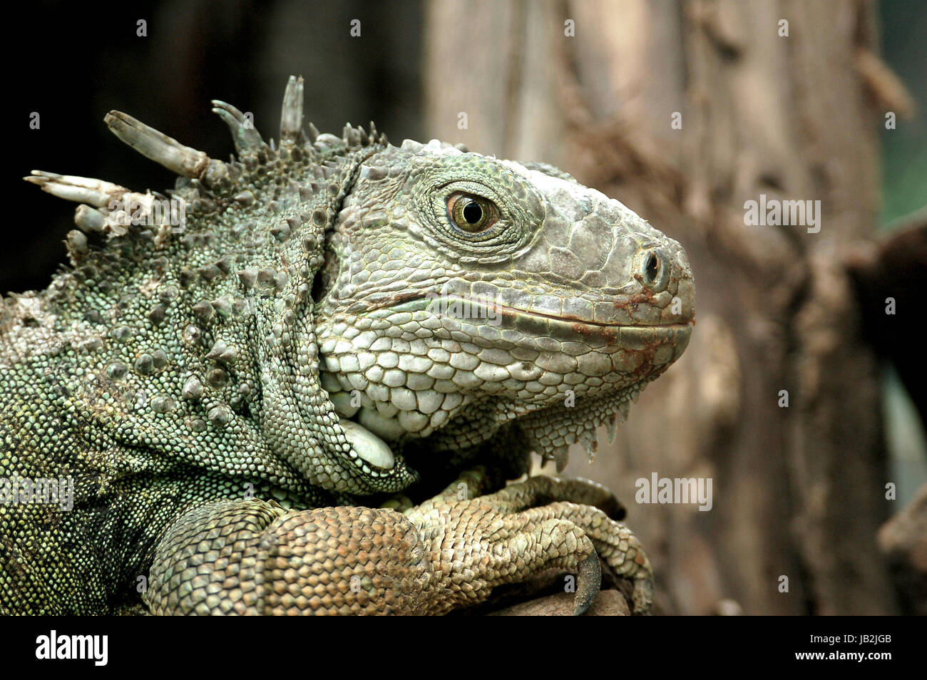 Iguana close up Stock Photo - Alamy