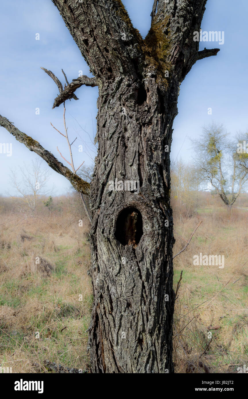 Hole in stem hi-res stock photography and images - Alamy