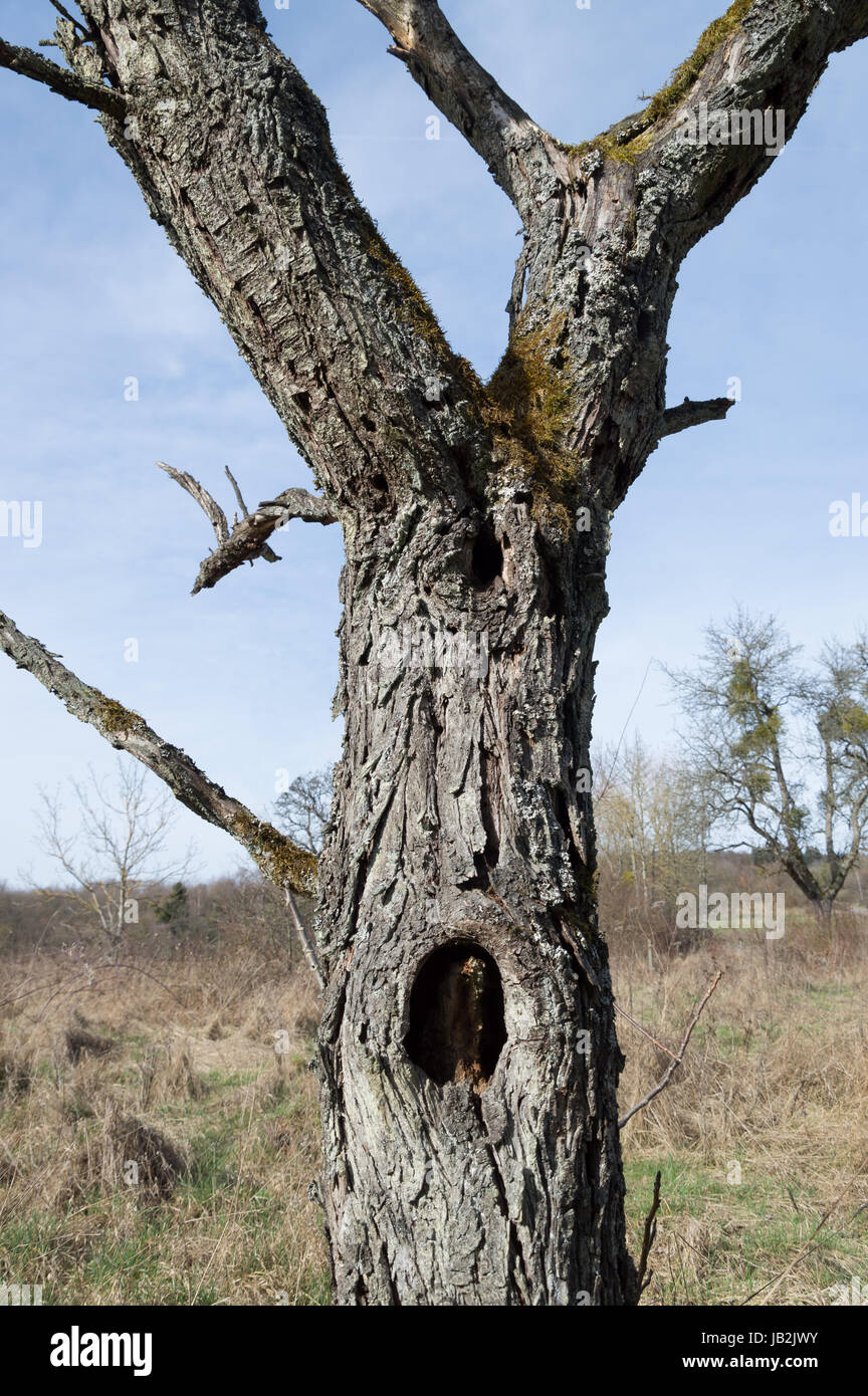 Old tree with hole in stem Stock Photo - Alamy