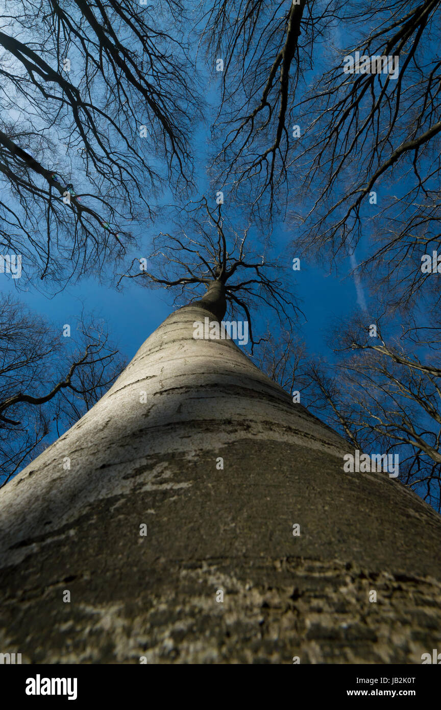 Long stem of beech in winter forest Stock Photo - Alamy