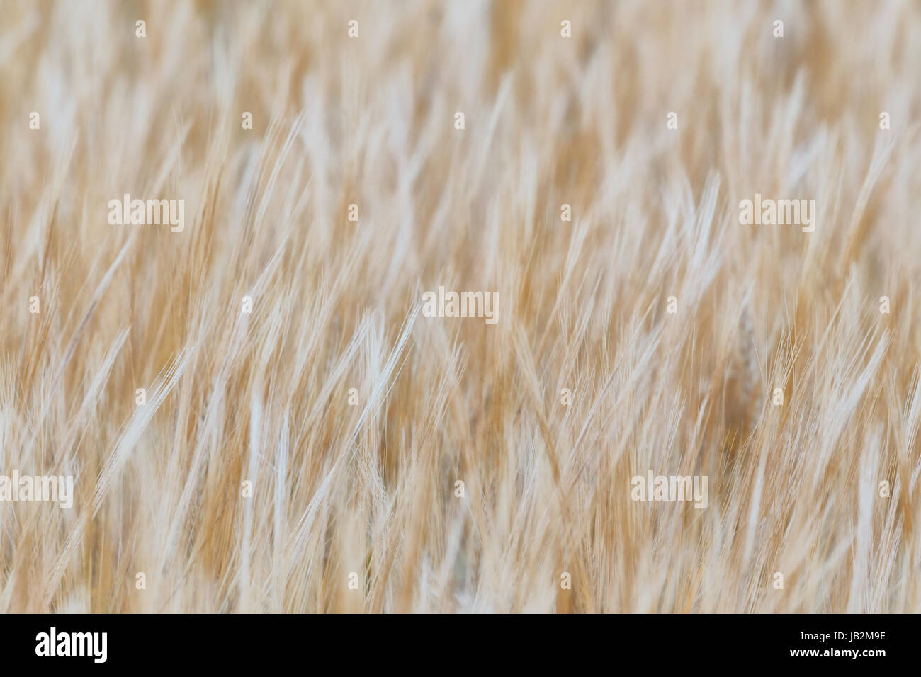 Barley texture hi-res stock photography and images - Alamy