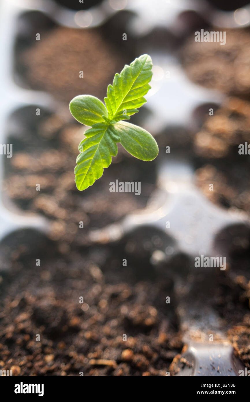 Healing marijuana germinating seed a small young green sprout with ...