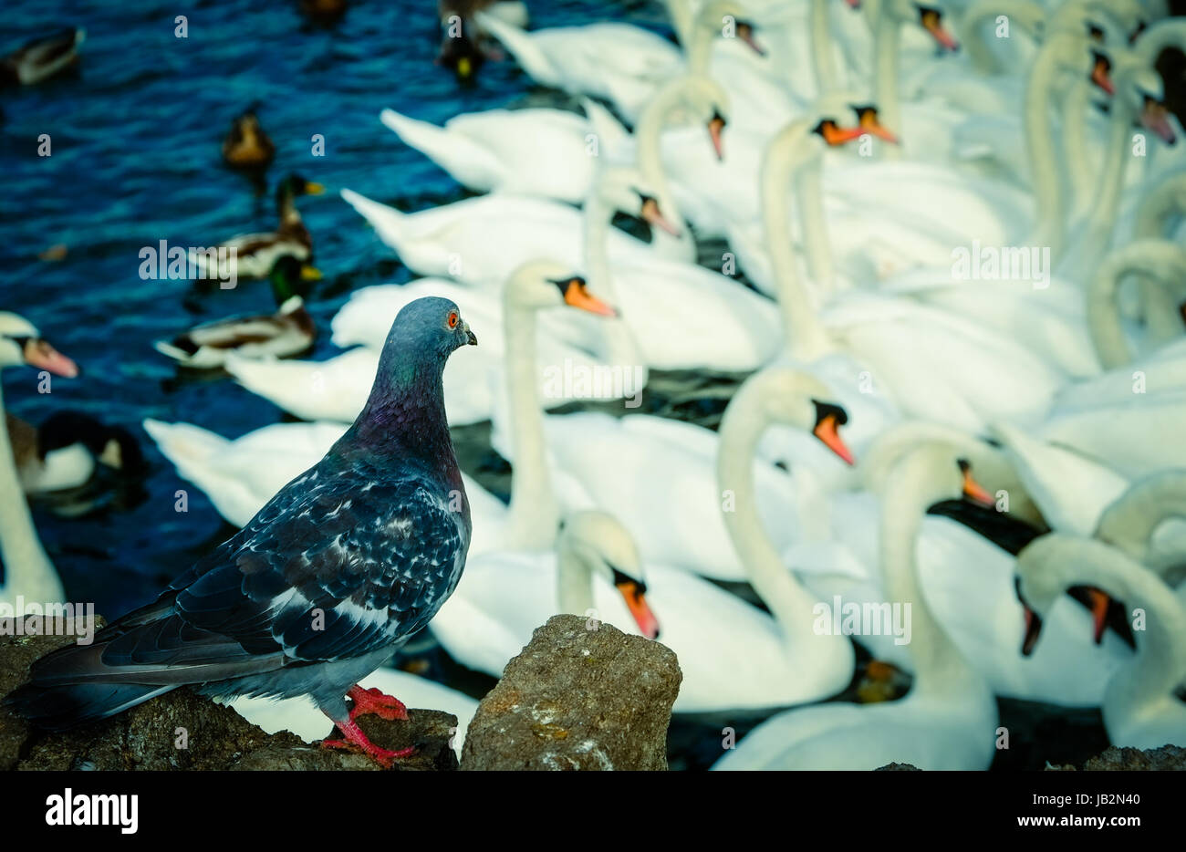 dove is watching a group of swans. focus is set to the dove Stock Photo ...