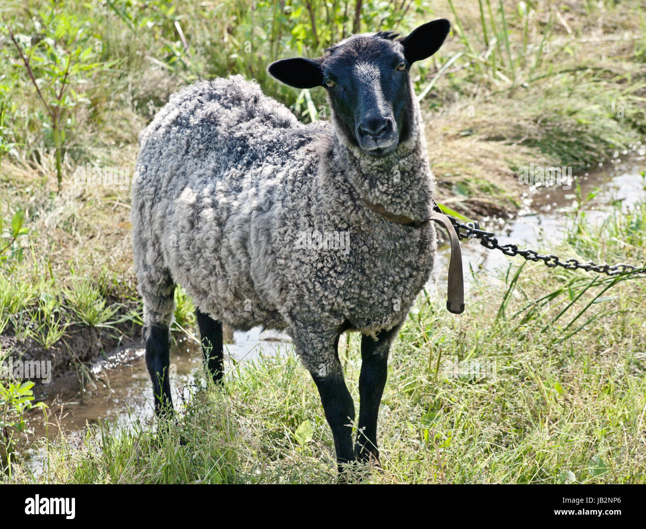 Tethered suffolk sheep on the pasture Stock Photo - Alamy